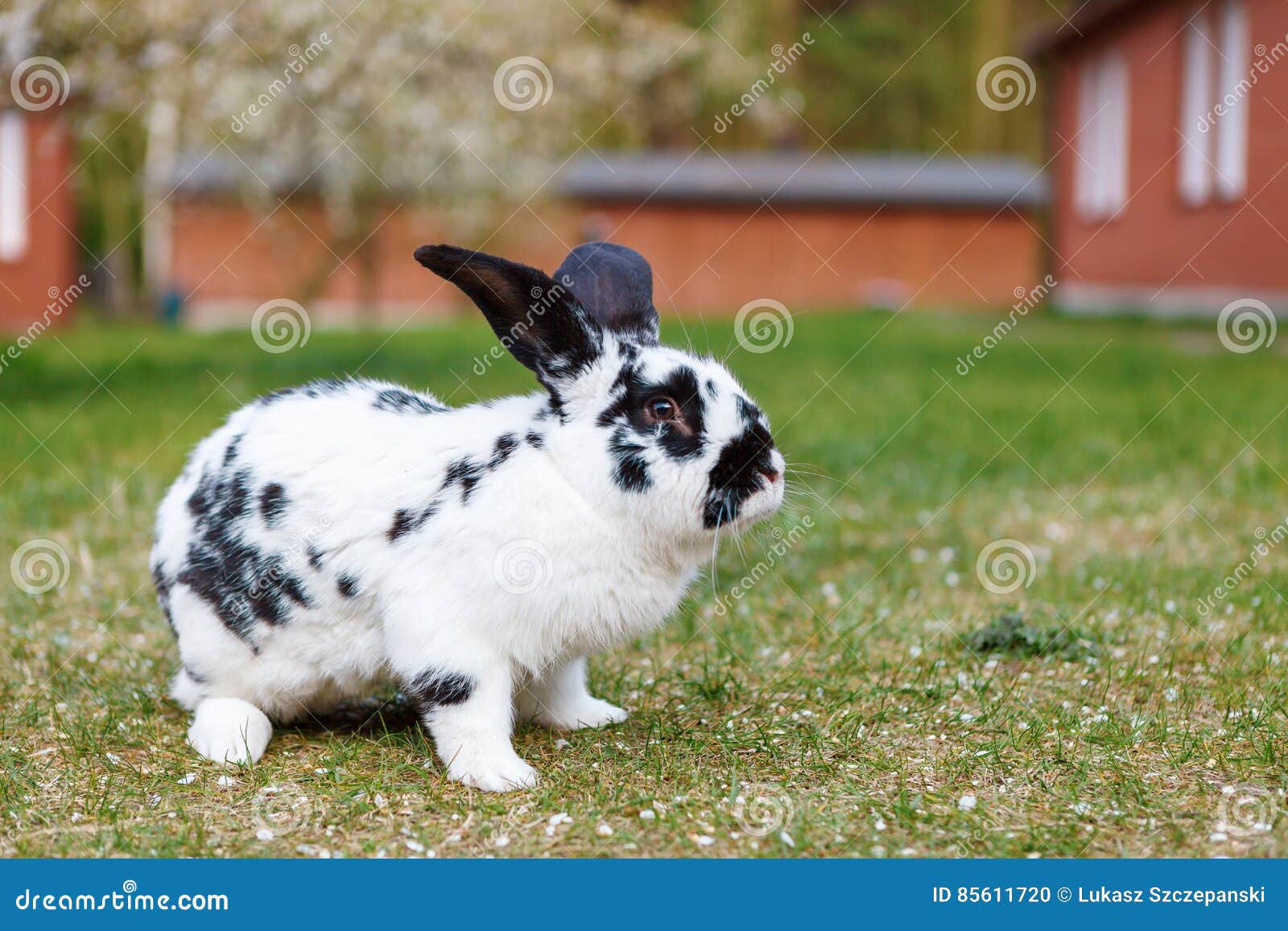 Checkered giant rabbit stock photo. Image of breeding - 85611720