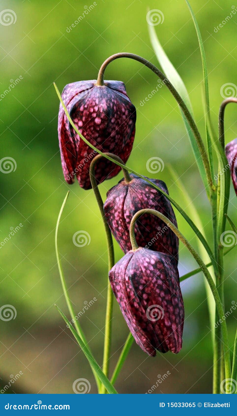Checkered lily stock image. Image of plant, green, defocused - 15033065
