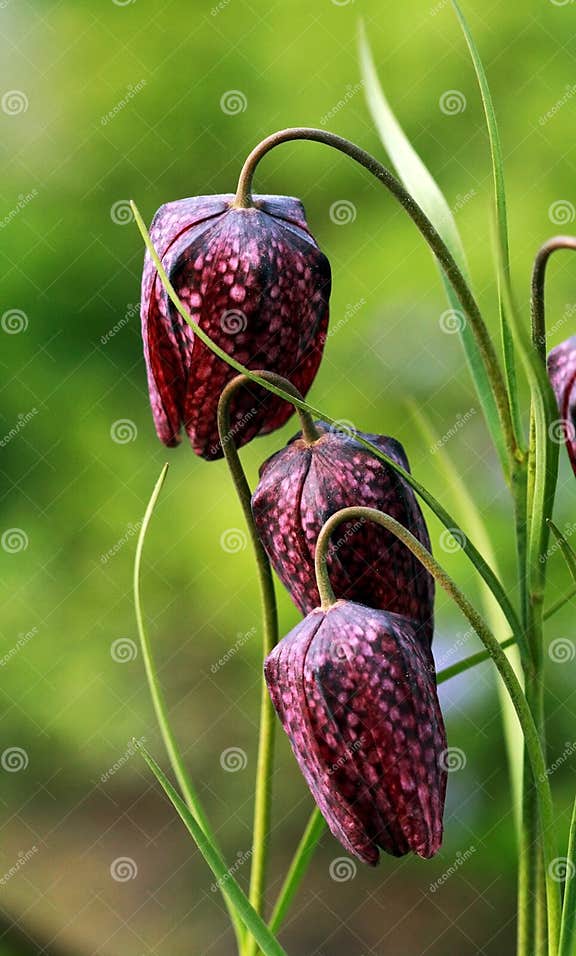 Checkered lily stock image. Image of plant, green, defocused - 15033065