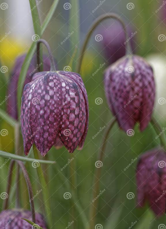 Checkered lily stock image. Image of colorexplosion, glitter - 91484589