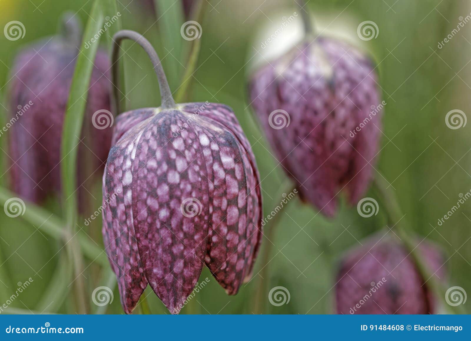 Checkered lily stock photo. Image of grape, greetings - 91484608