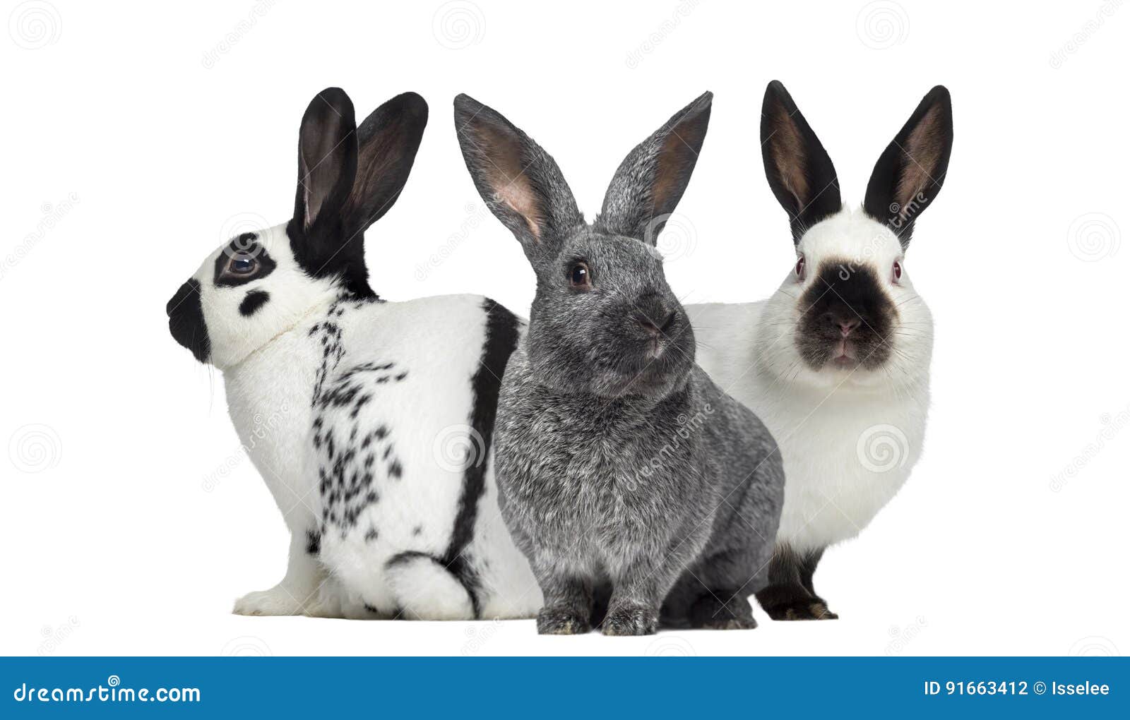 Checkered Rabbit and Argente Rabbit and Russian Rabbit Isolated Stock ...