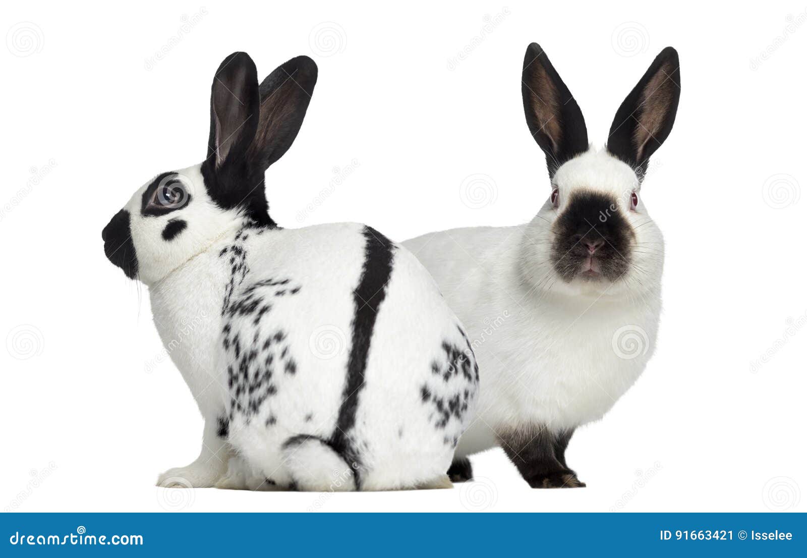 Checkered Rabbit and Russian Rabbit Stock Image - Image of animal ...