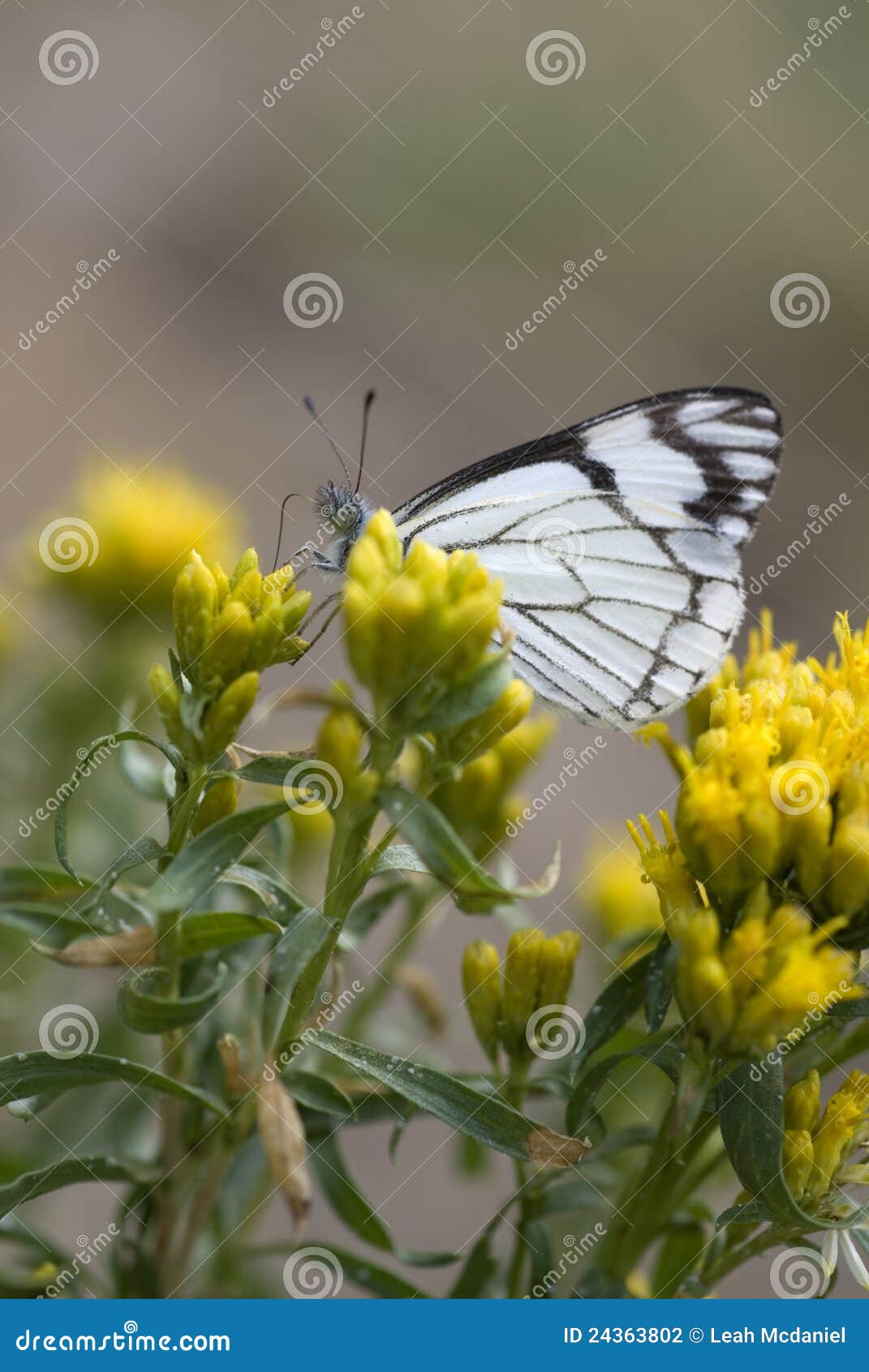 Checkered White Butterfly stock photo. Image of space - 24363802