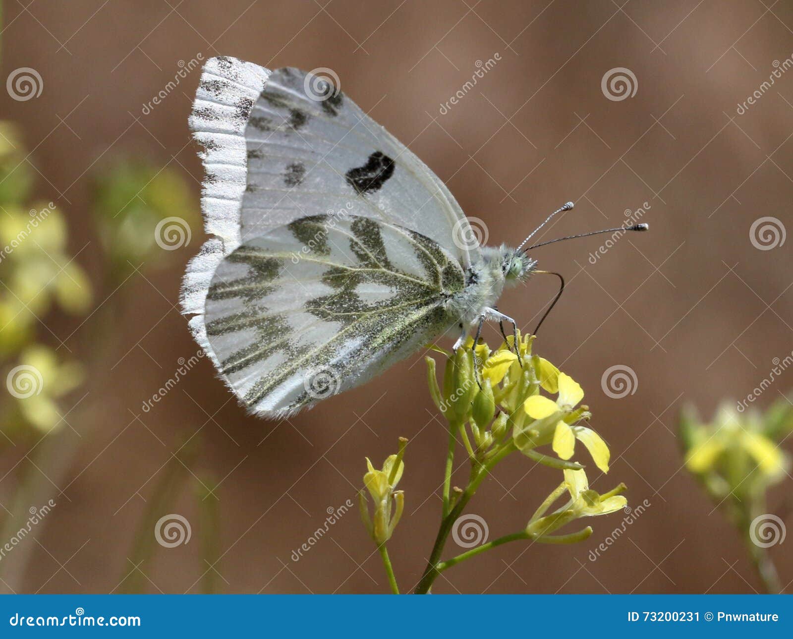 Checkered White Butterfly - Pontia Protodice Stock Image - Image of ...
