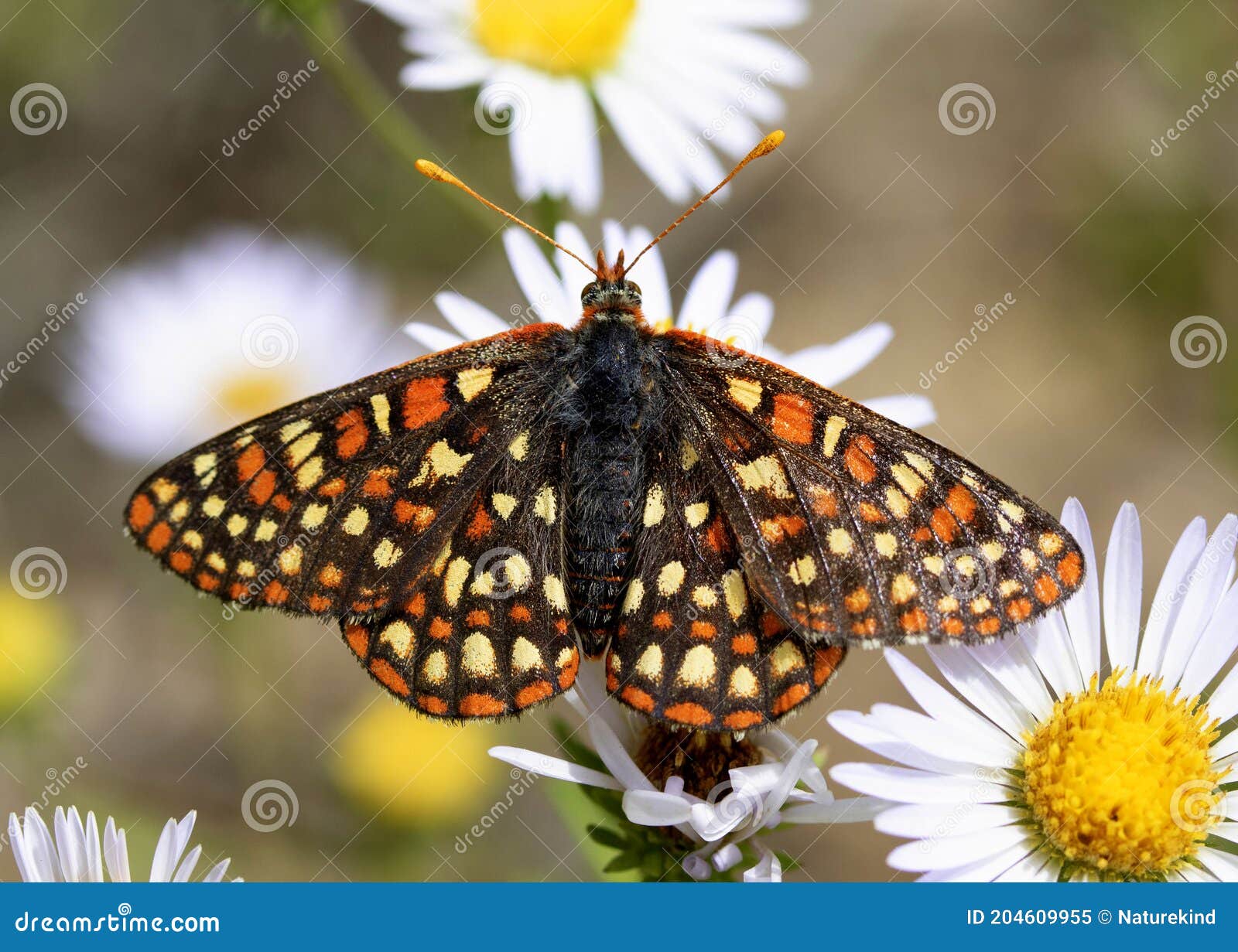 Checkerspot Butterfly stock image. Image of wildlife - 204609955