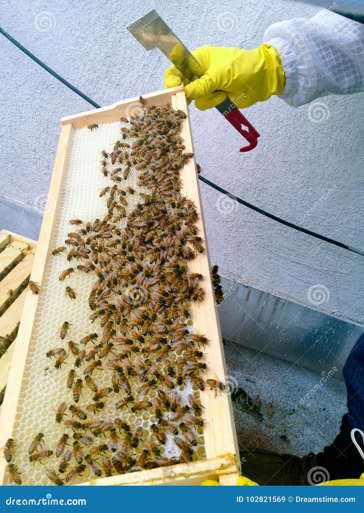 Checking the Bee-hive for Honey Stock Image - Image of hive, life ...