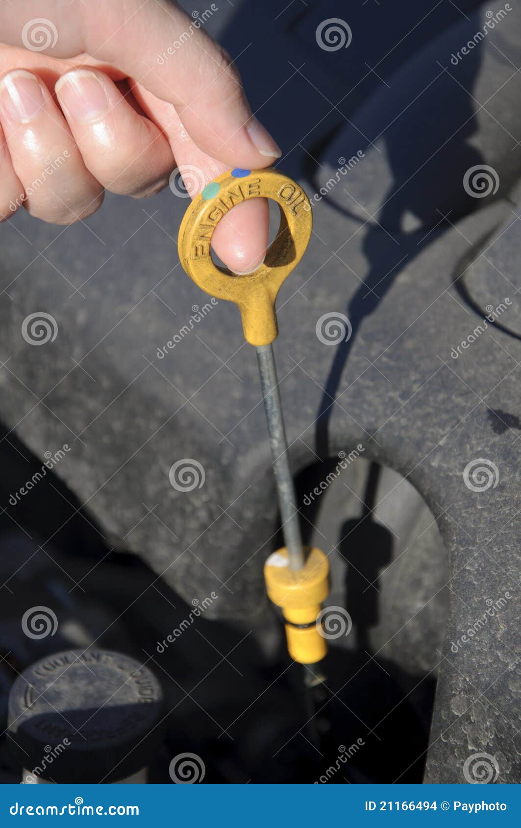 Checking car oil stock photo. Image of color, gage, engine - 21166494