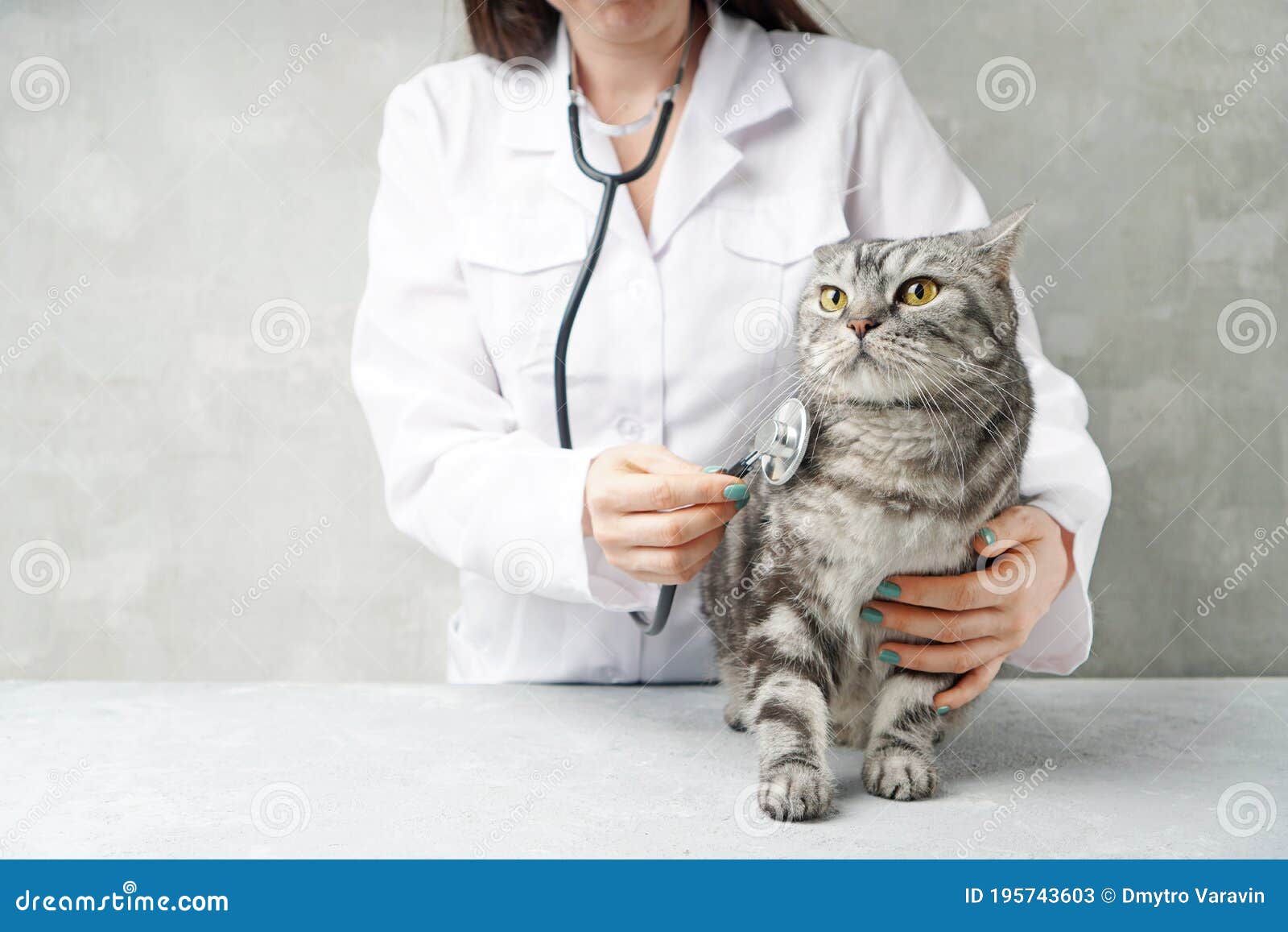 Checking the Cat by the Veterinarian Stock Image - Image of cleaning ...