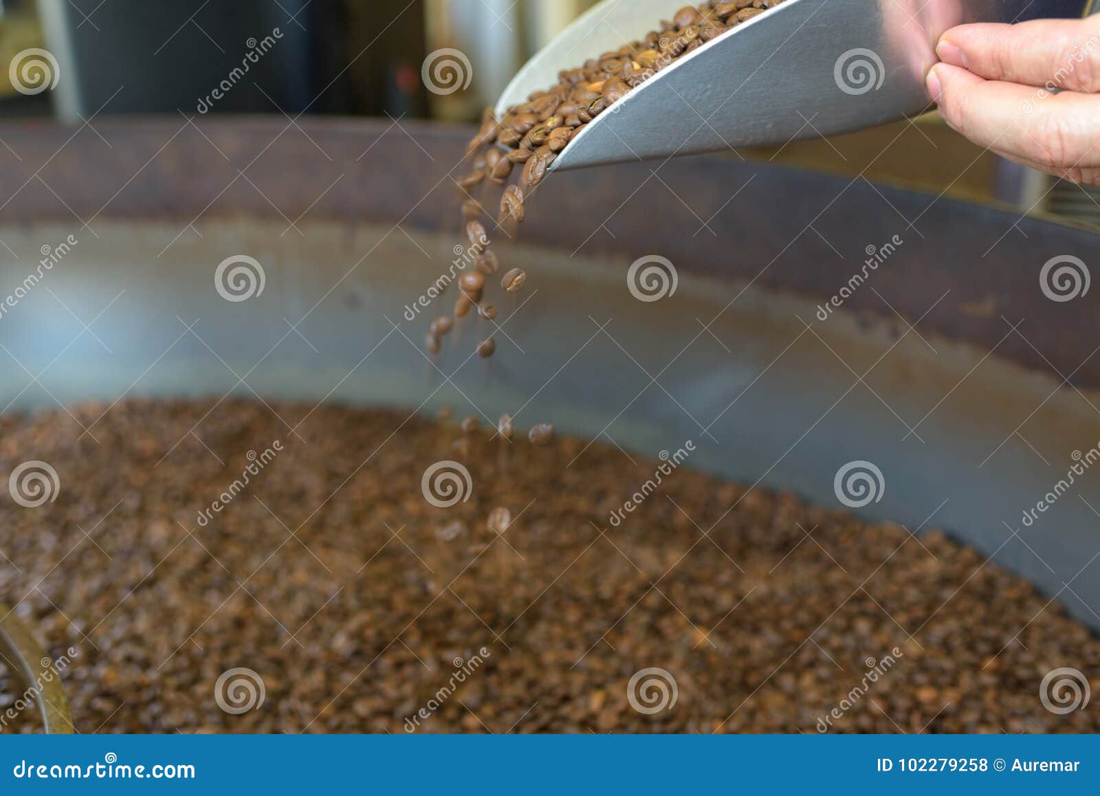 Checking Coffee Beans during Roasting Process at Factory Stock Photo ...