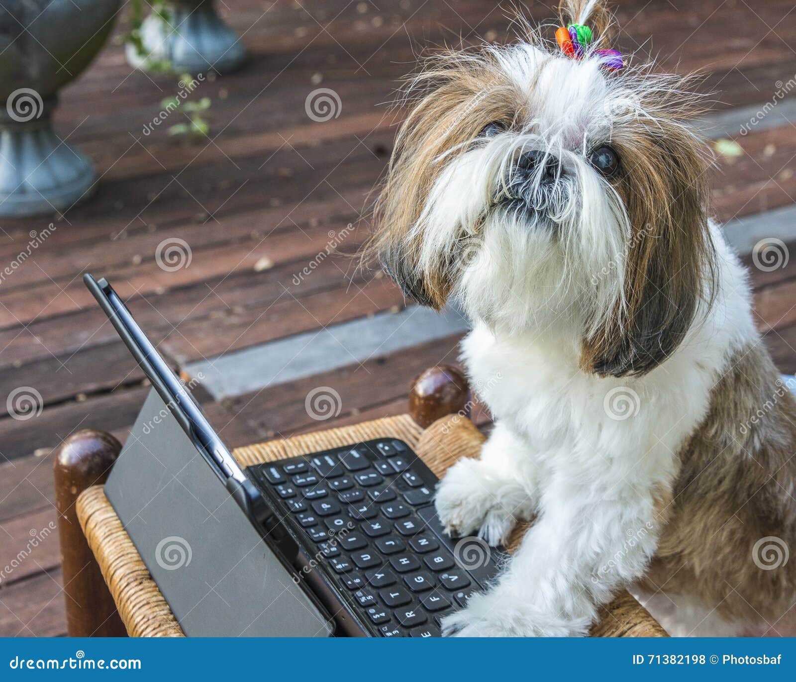 Checking email stock photo. Image of email, shih, funny - 71382198