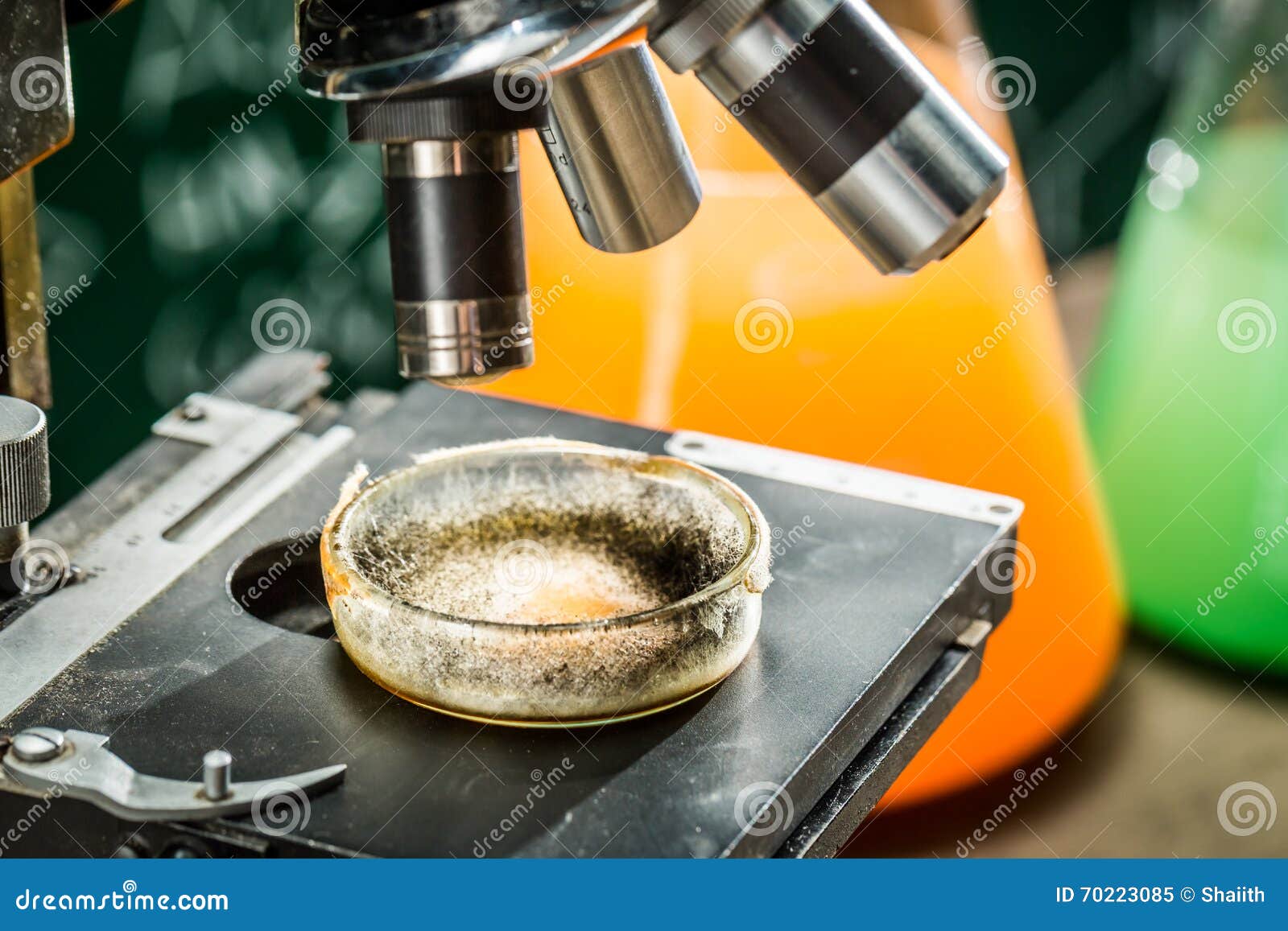 Checking the Growth of Molds in the Chemical Laboratory Stock Image ...