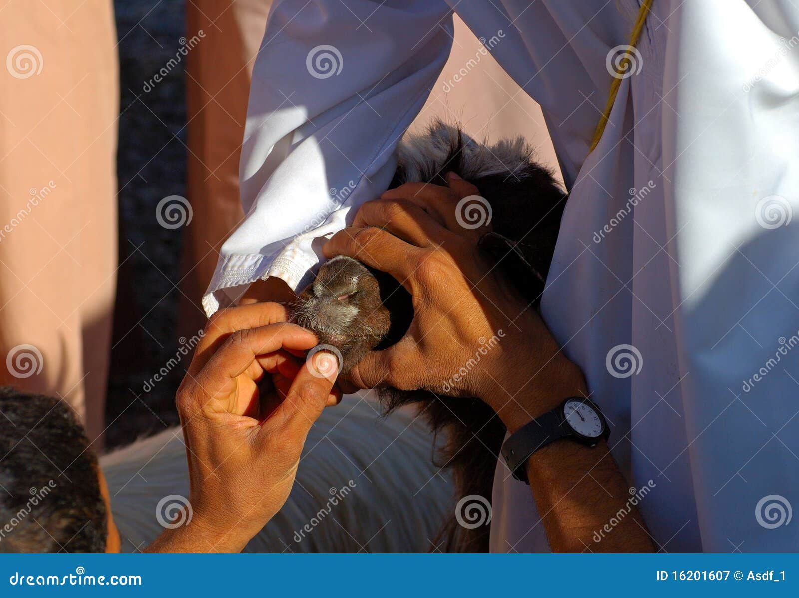 Checking the Health of a Goat Stock Image - Image of breeding, sell ...