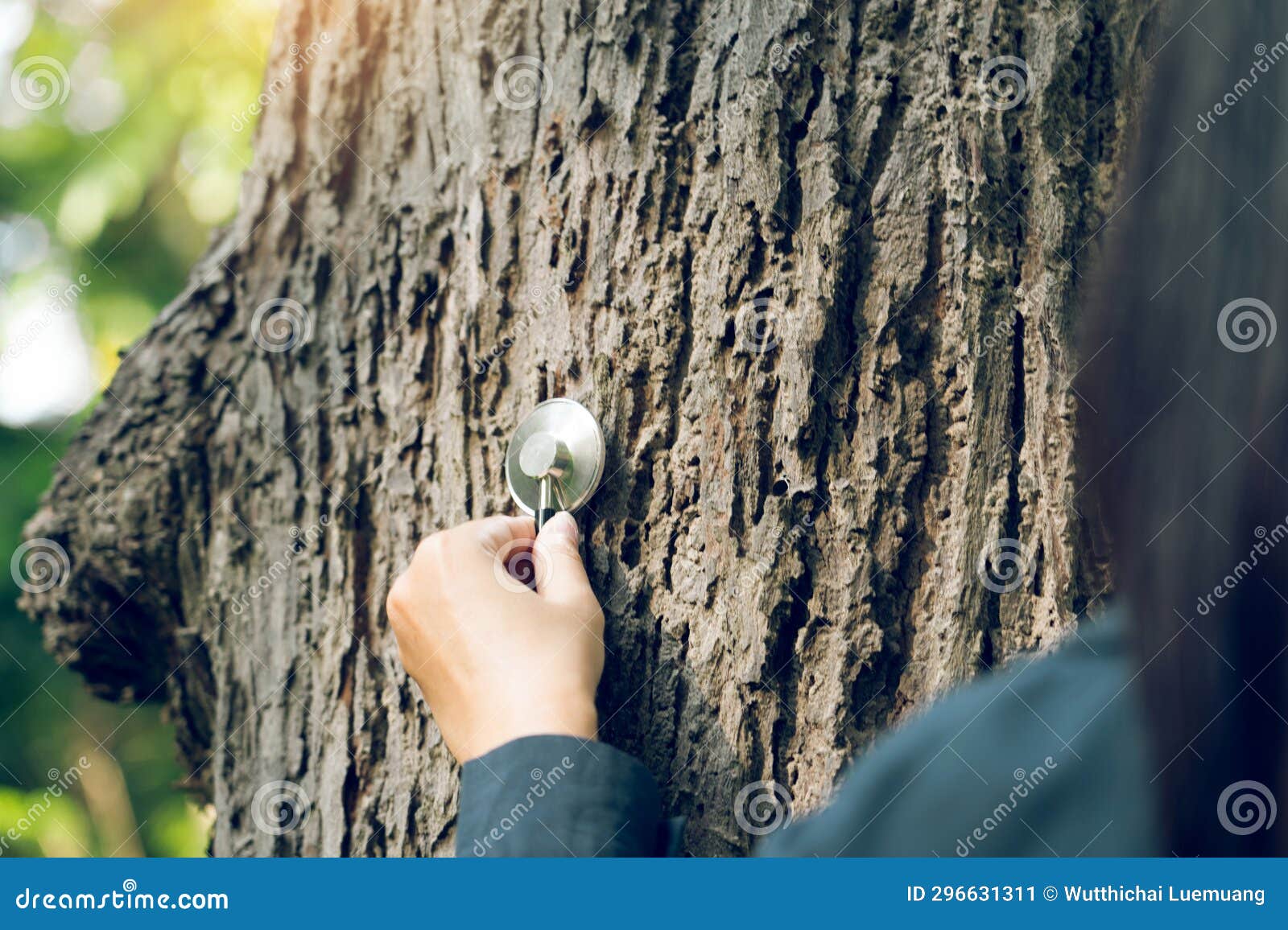 Checking Health Tree by Stethoscope in the Forest Concept Stock Image ...