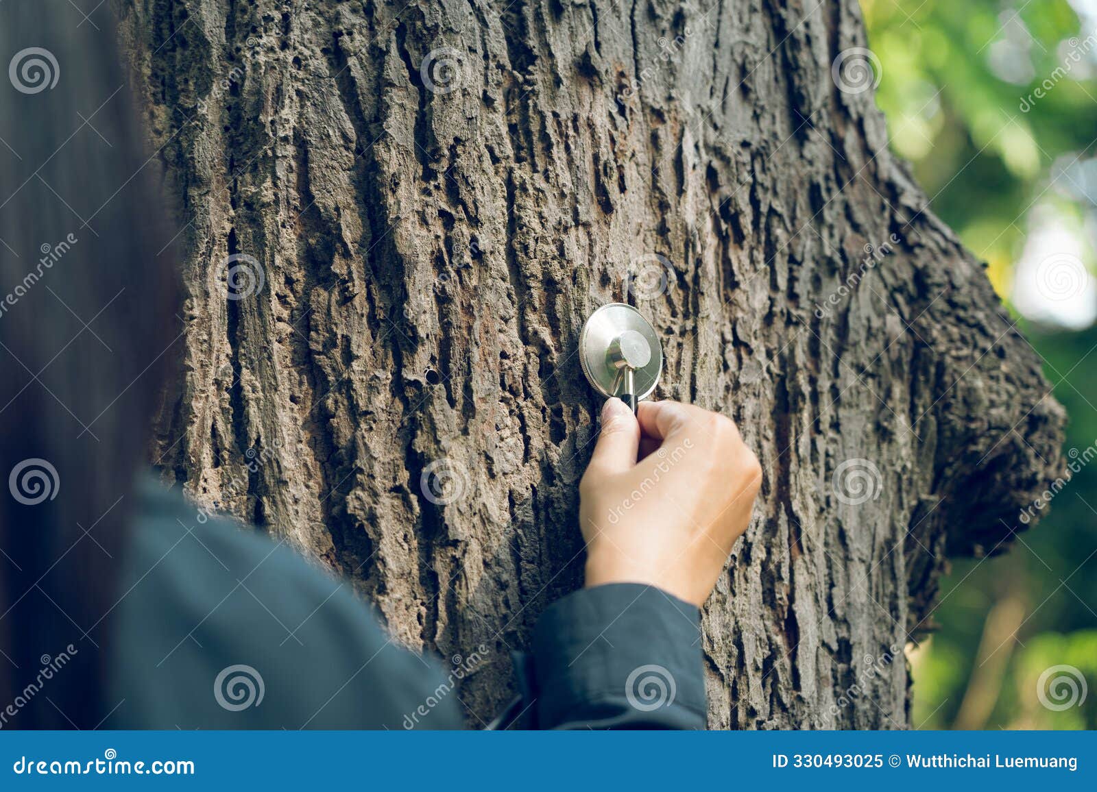 Checking Health Tree by Stethoscope in the Forest Concept Stock Image ...