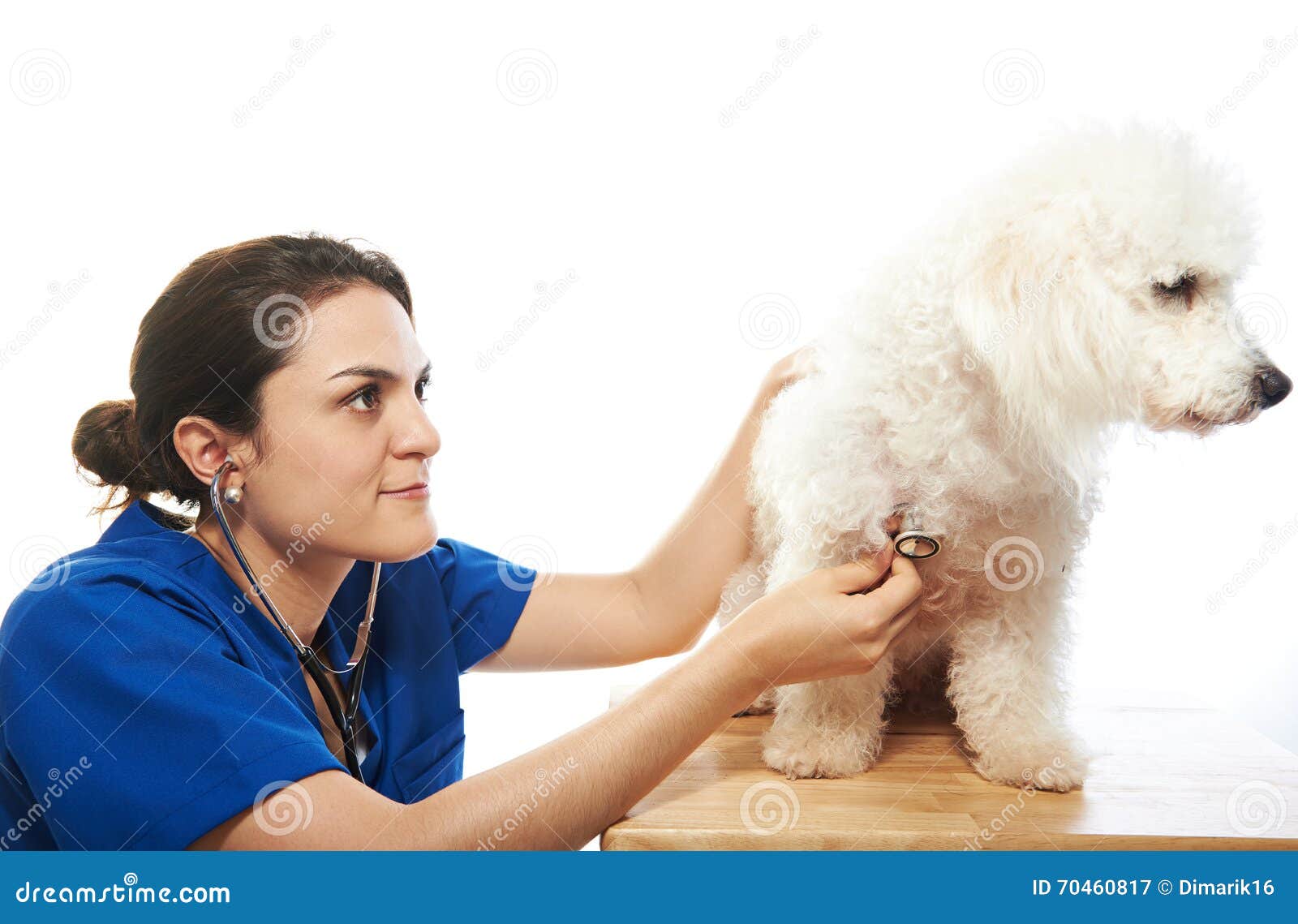 Checking heath of dog stock image. Image of health, girl - 70460817