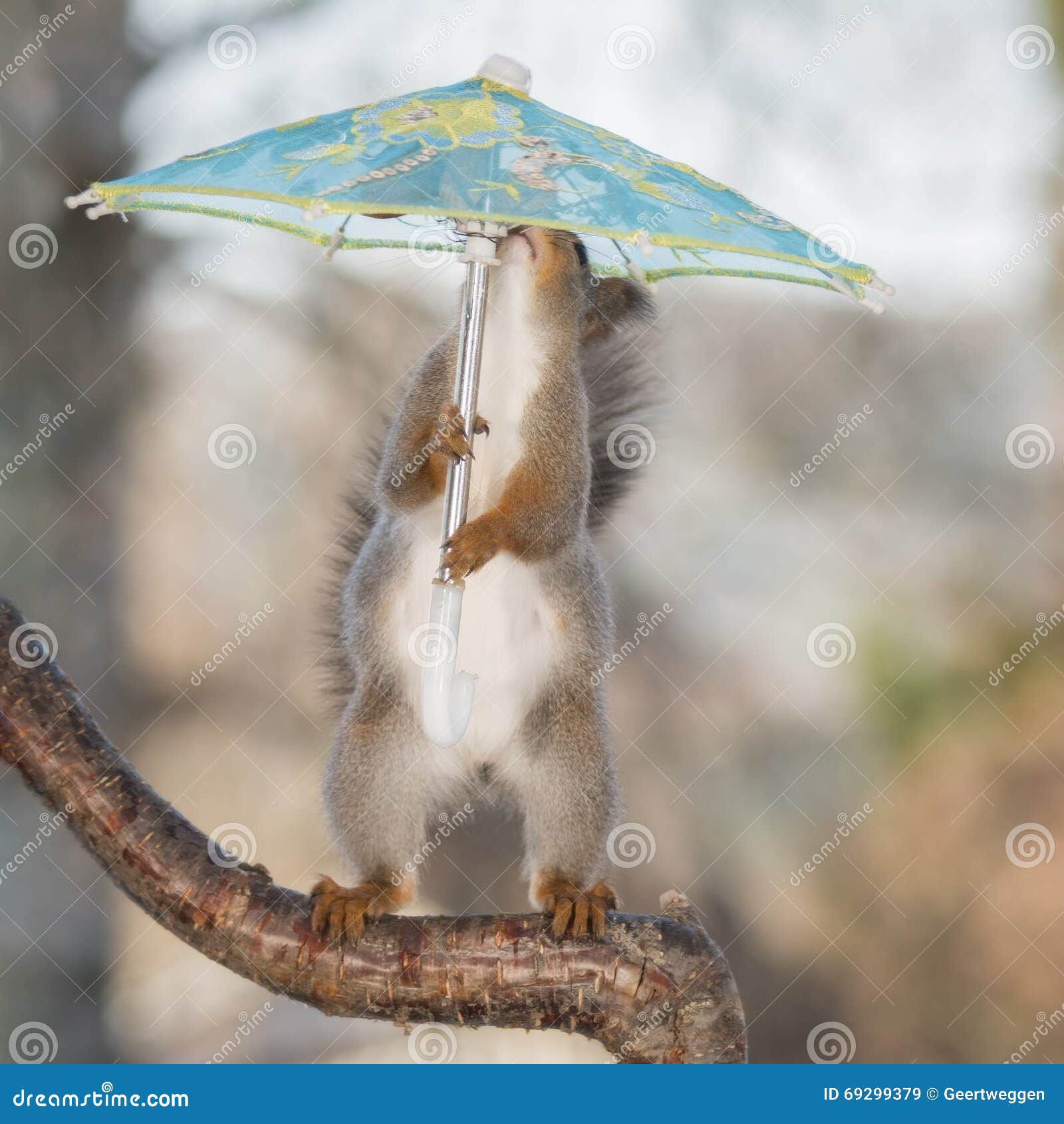 Checking for holes stock image. Image of nature, rodent - 69299379