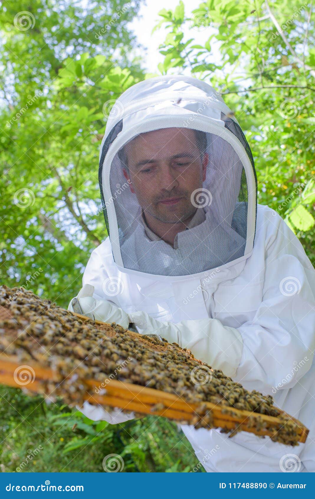 Checking the honey frame stock photo. Image of jelly - 117488890