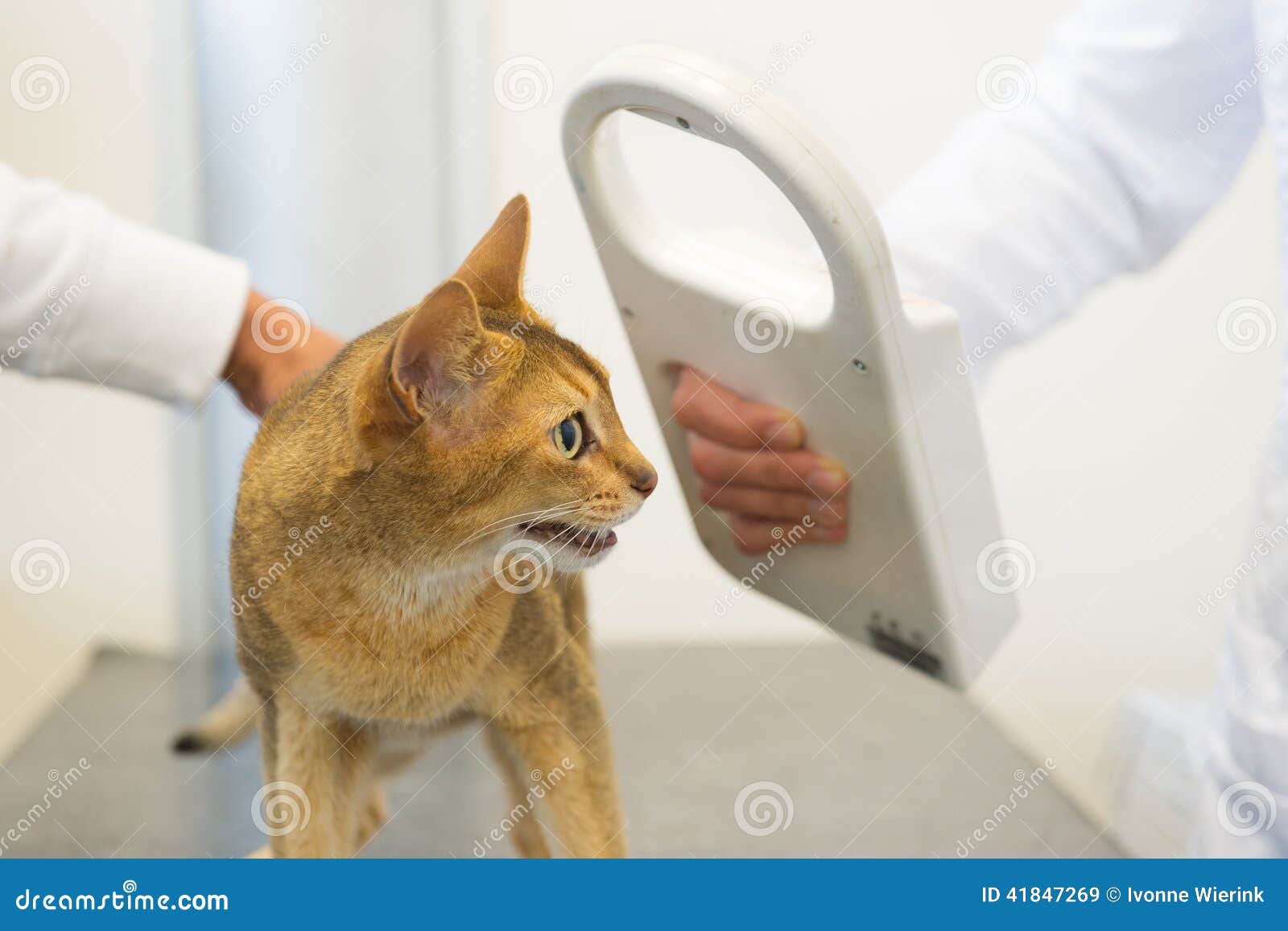 Checking for Microchip Implant by Cat Stock Image - Image of checking ...
