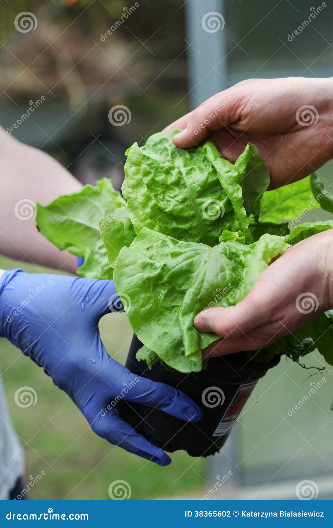 Checking New Lettuce Seedling Stock Photo - Image of flora, head: 38365602