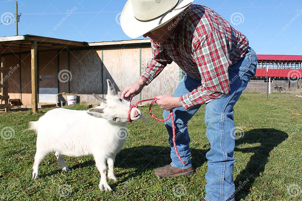 Checking Out the Goat stock image. Image of veterinarian - 23597437