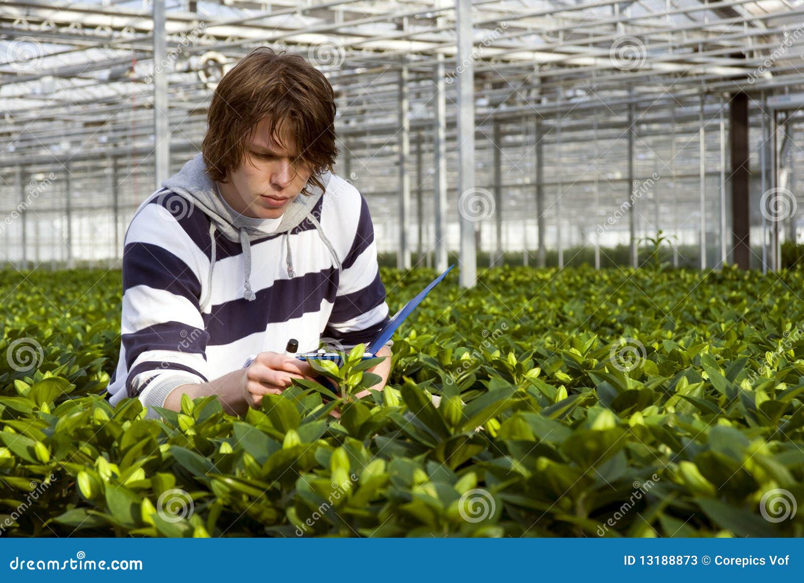 Checking plants stock image. Image of structure, seasonal - 13188873