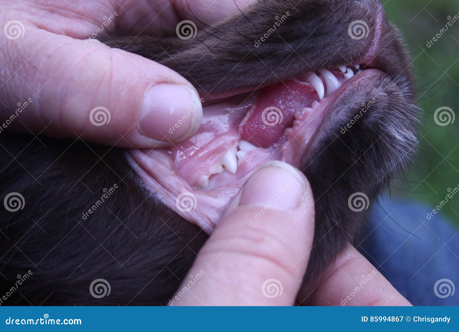 Checking the Teeth of a Brown Working Type Cocker Spaniel Pet Gundog ...