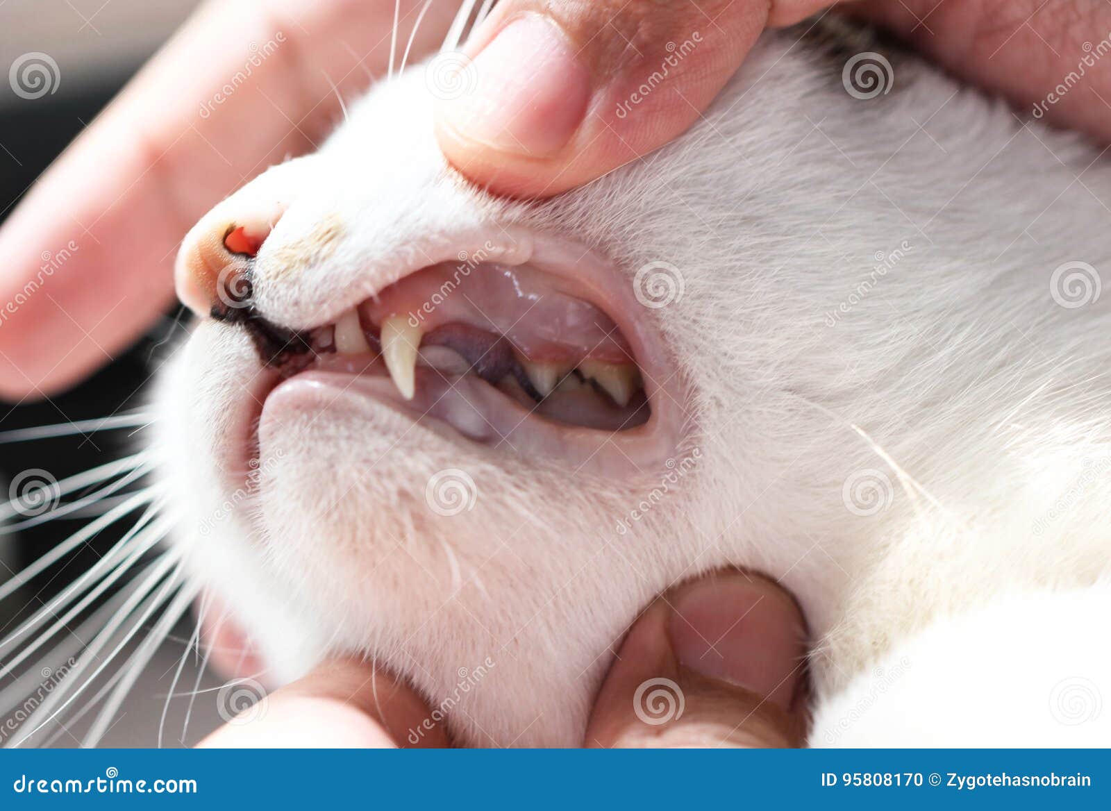 Checking Teeth of Cat stock photo. Image of check, tooth - 95808170