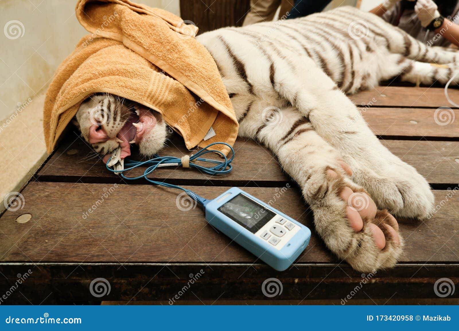 Checking the Tiger`s Health Stock Photo - Image of medication, disease ...