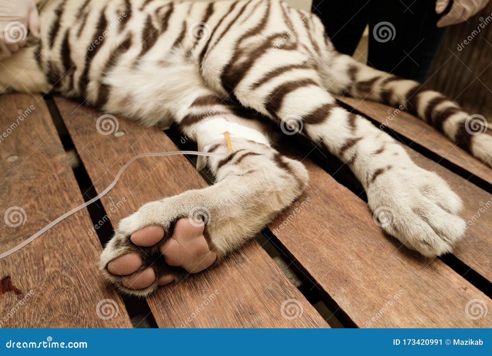Checking the Tiger`s Health Stock Image - Image of medication, patient ...