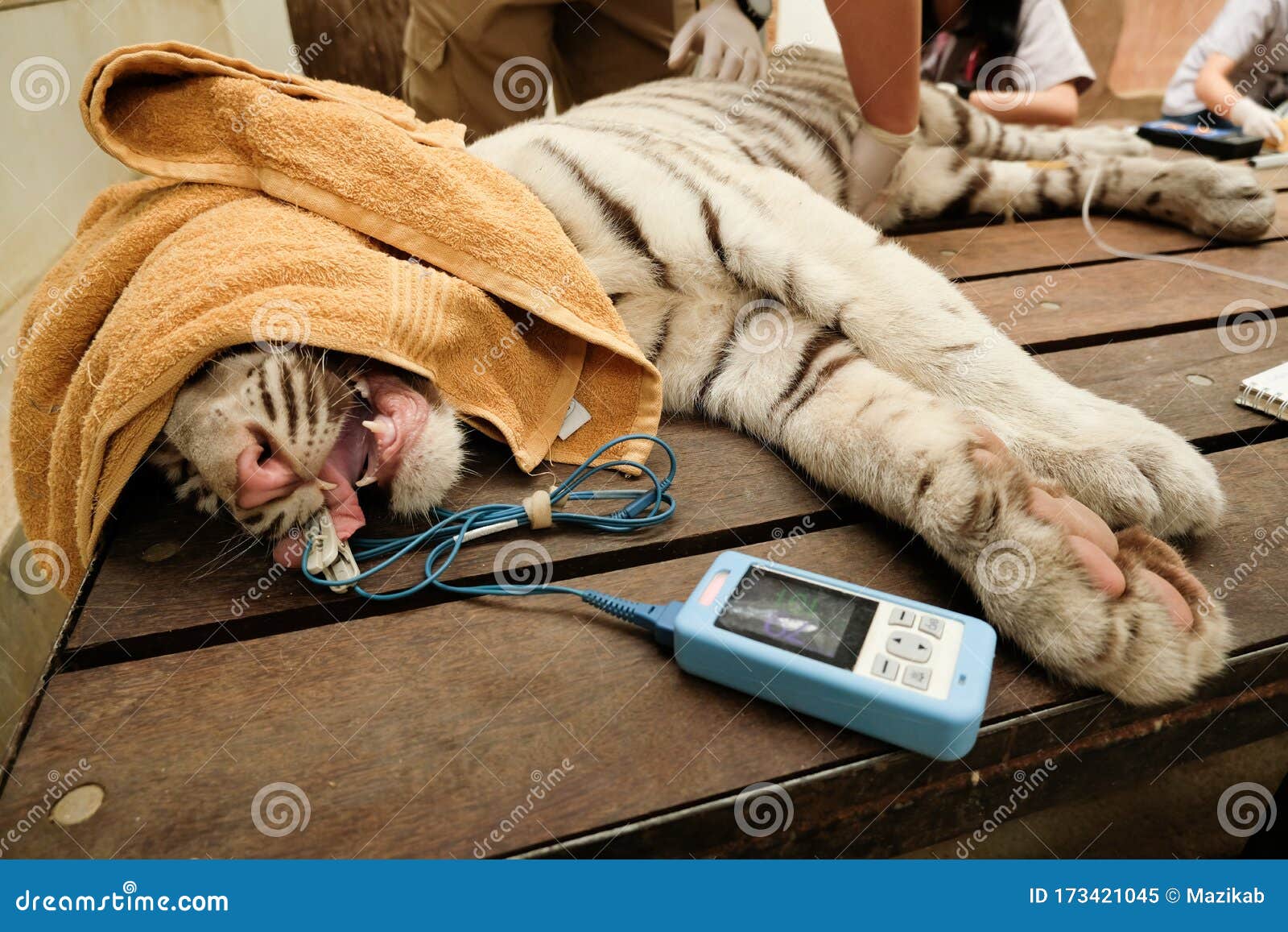 Checking the Tiger`s Health Stock Image - Image of doctor, check: 173421045