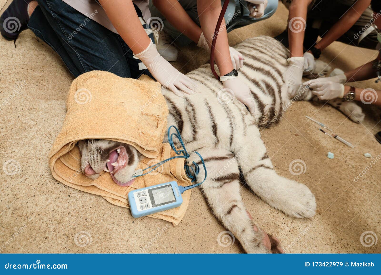 Checking the Tiger`s Health Stock Image - Image of equipment, medicine ...