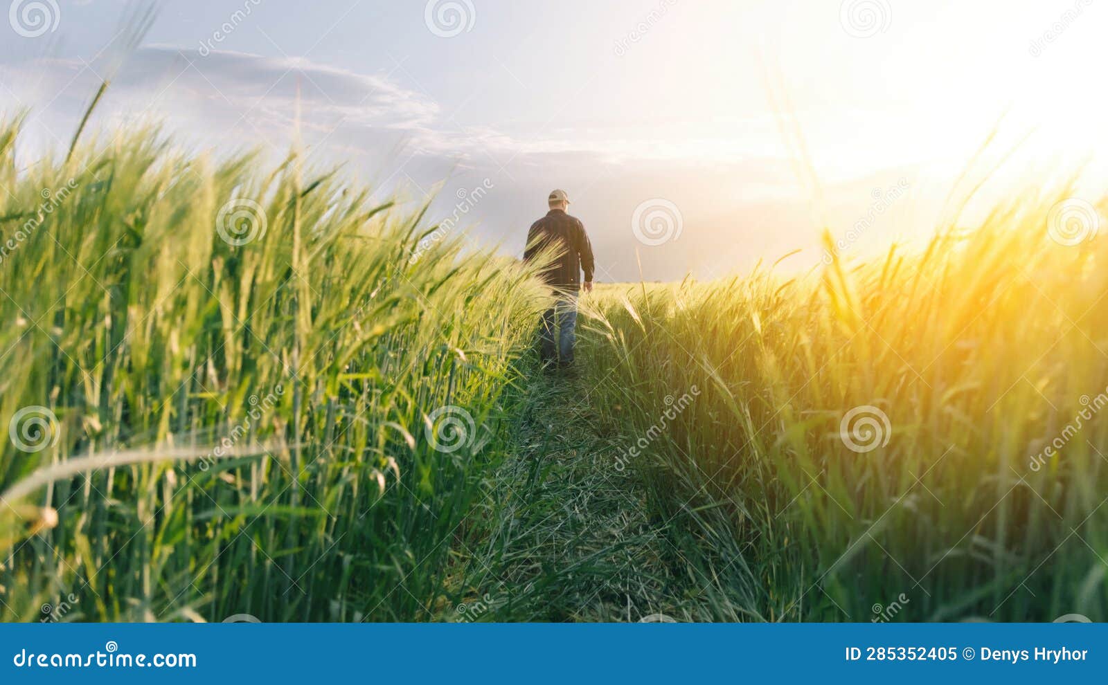 Checking the Yield of Grain Crops at Sunset. Man Conducts Experiments ...