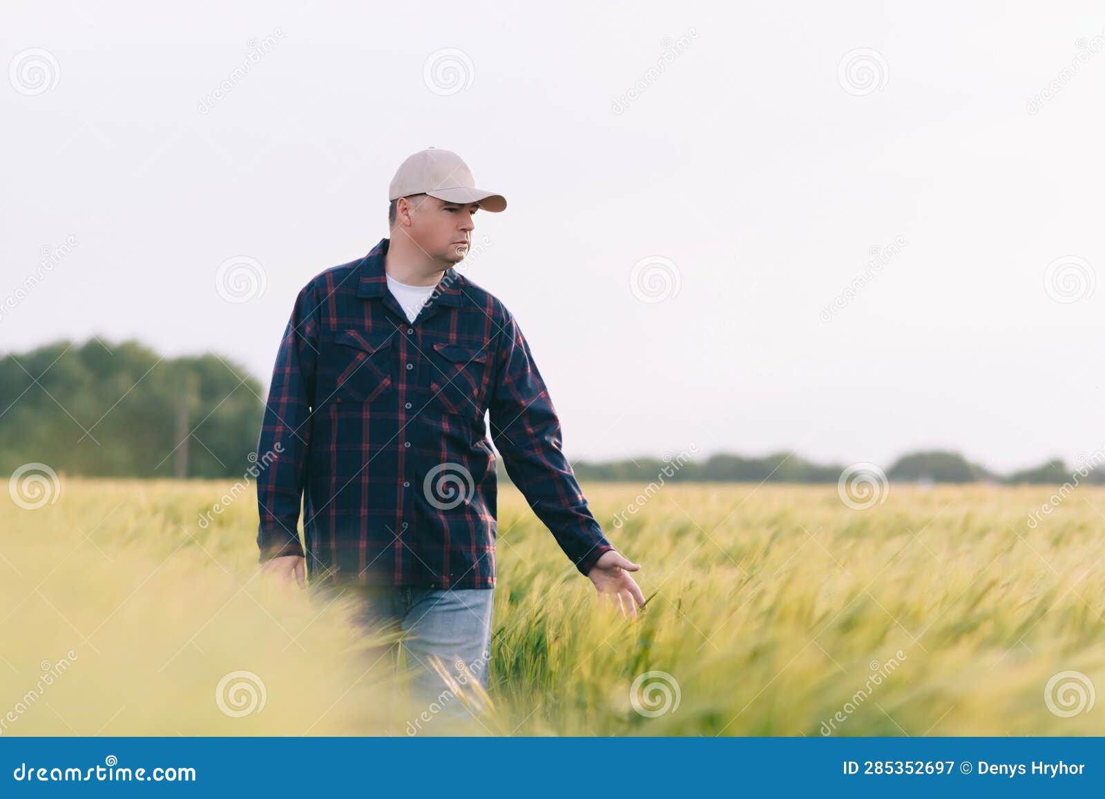 Checking the Yield of Grain Crops at Sunset. Man Conducts Experiments ...
