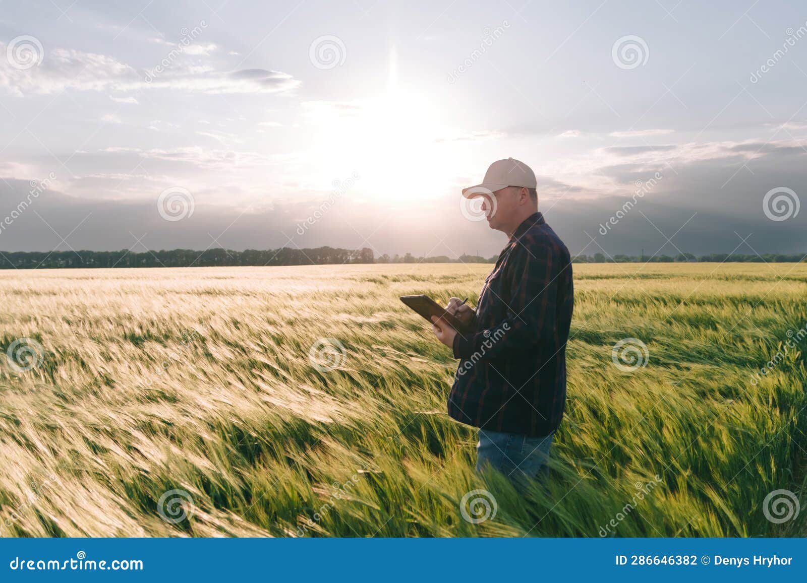 Checking the Yield of Grain Crops at Sunset. Man Conducts Experiments ...