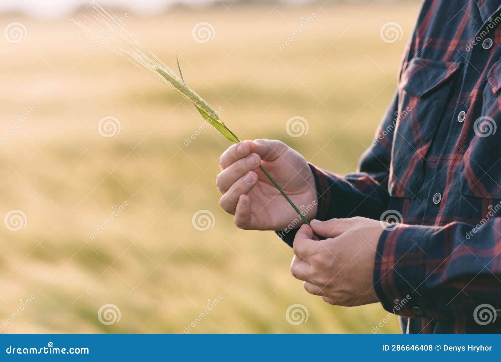 Checking the Yield of Grain Crops at Sunset. Man Conducts Experiments ...