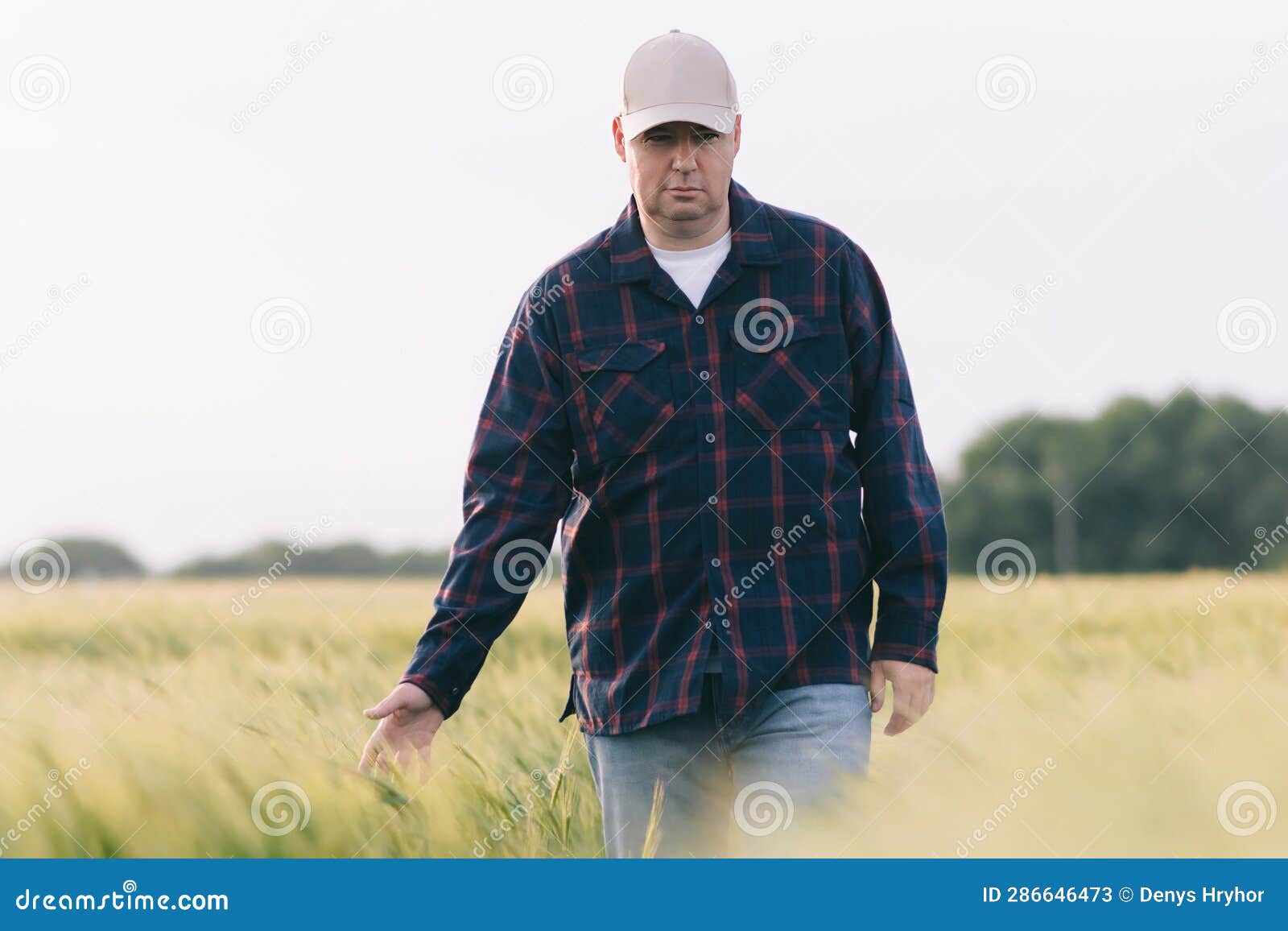 Checking the Yield of Grain Crops at Sunset. Man Conducts Experiments ...