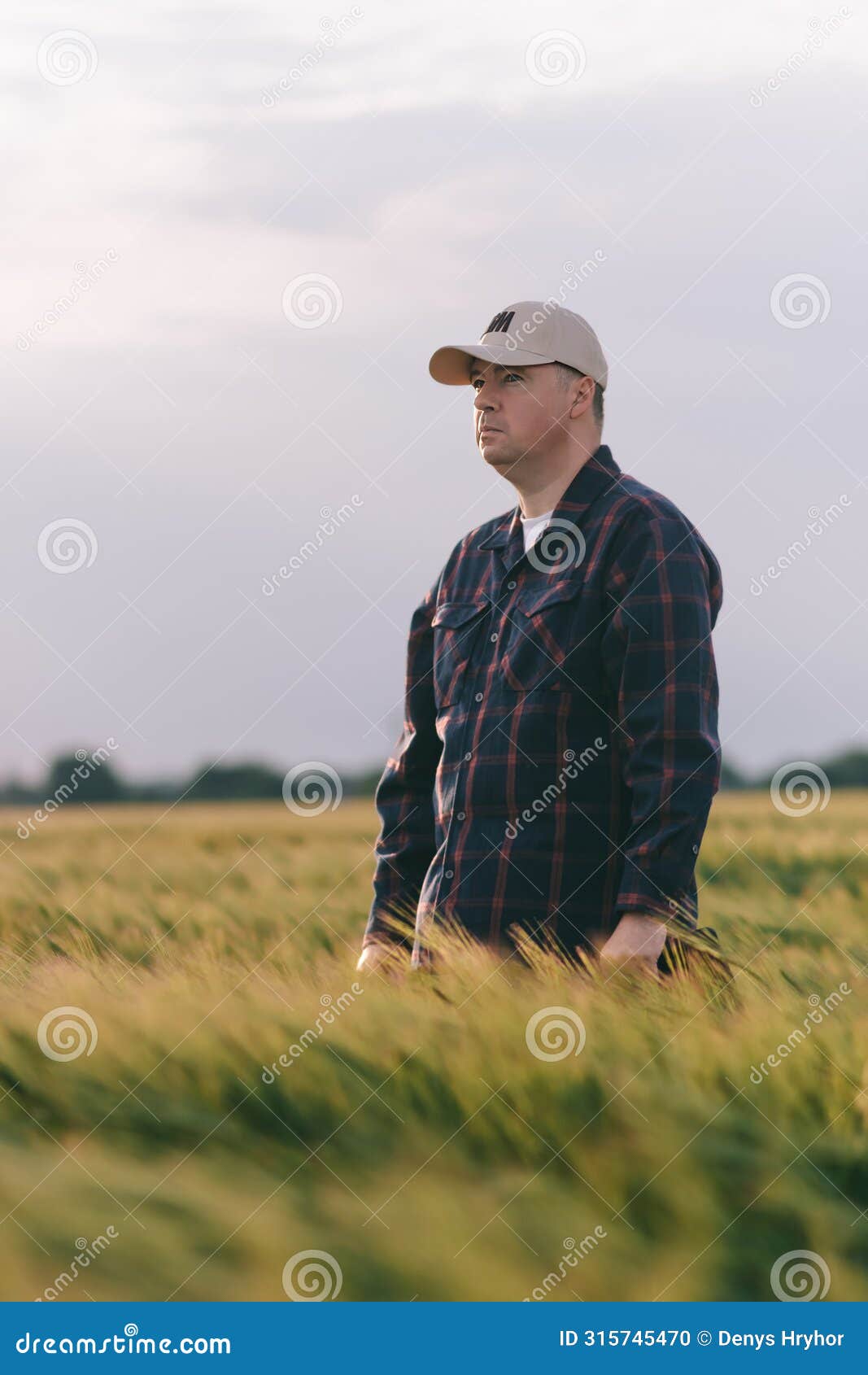 Checking the Yield of Grain Crops at Sunset. Man Conducts Experiments ...