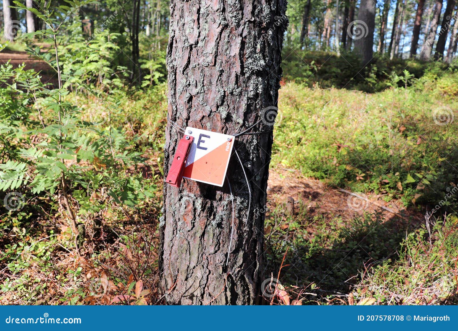 Checkpoint for Orientation in the Forest Editorial Stock Photo - Image ...