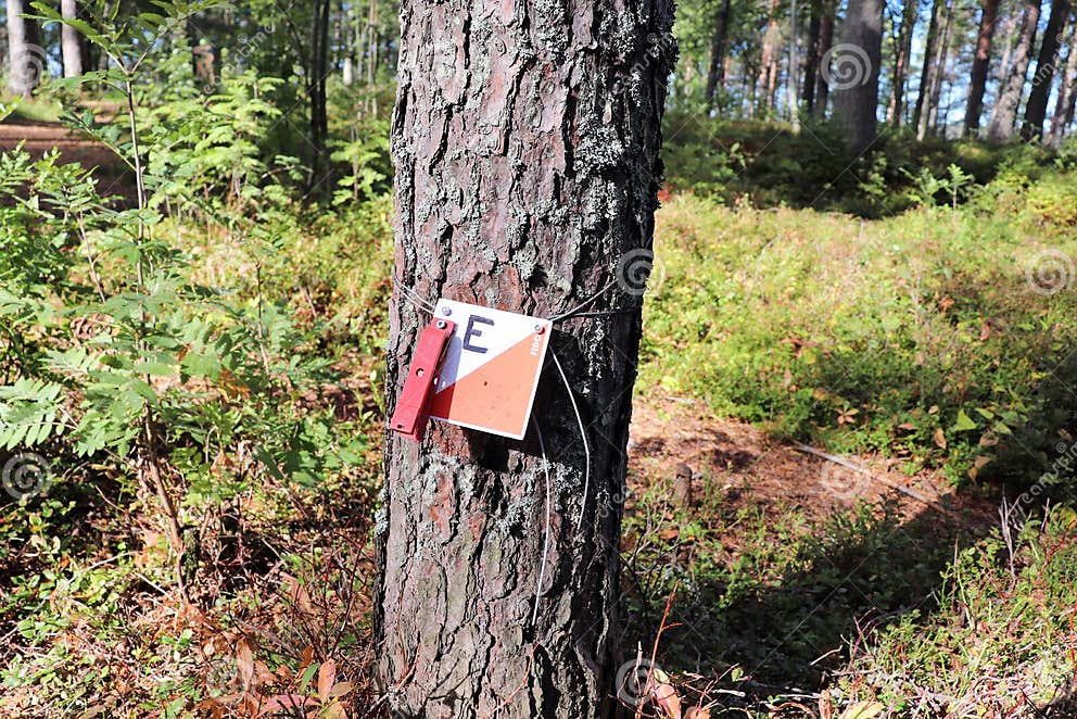 Checkpoint for Orientation in the Forest Editorial Stock Photo - Image ...