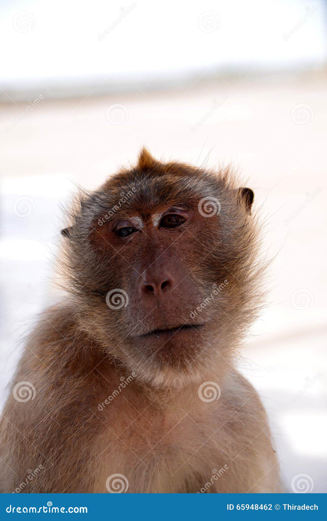 Cheeks and Face of a Monkey Stock Photo - Image of beauty, cute: 65948462