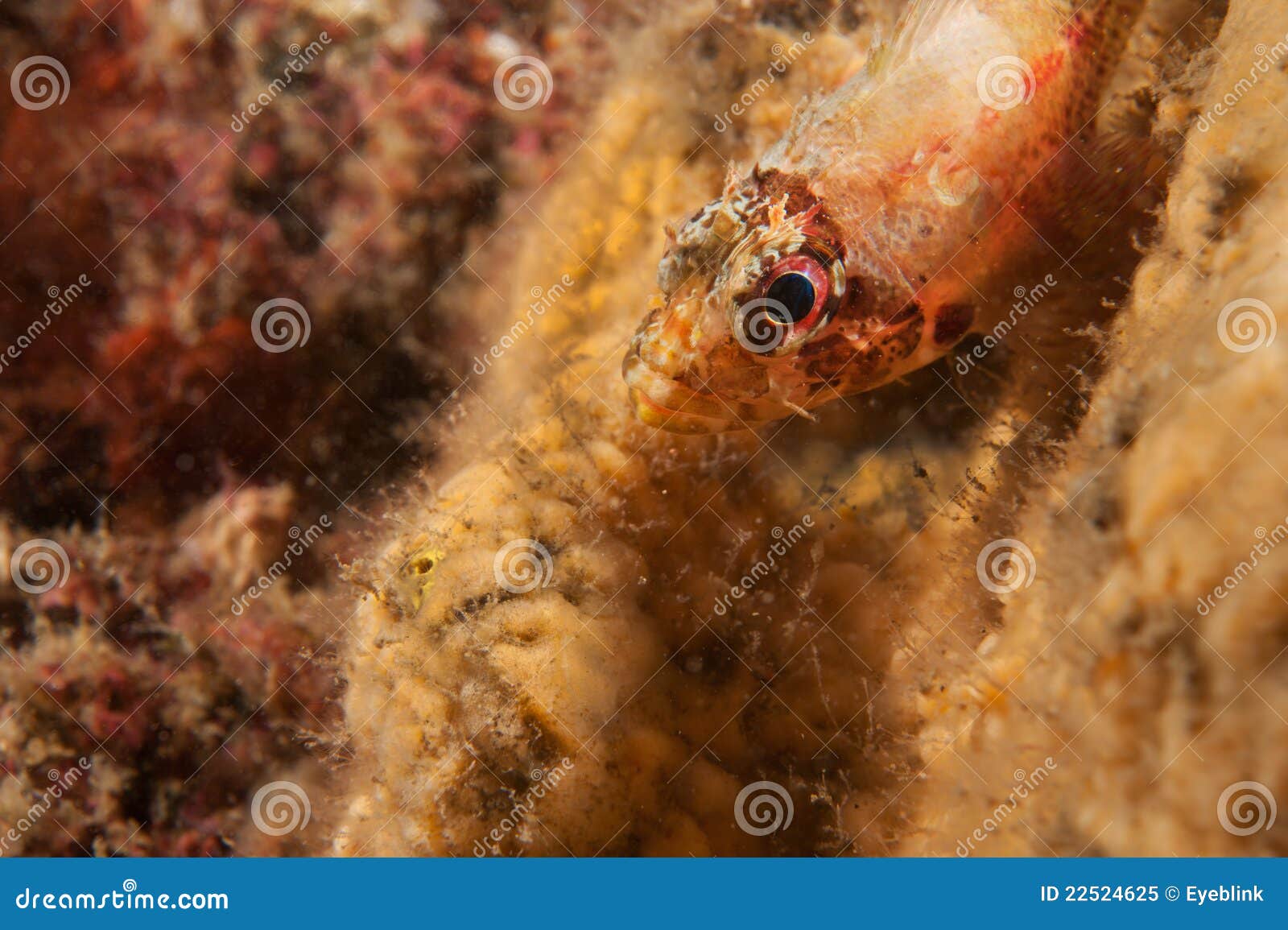 Cheekspot scorpionfish stock image. Image of poison, rockfish - 22524625