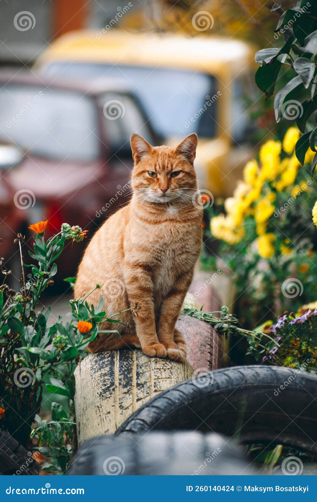 Cheeky and angry red cat stock photo. Image of home - 260140424