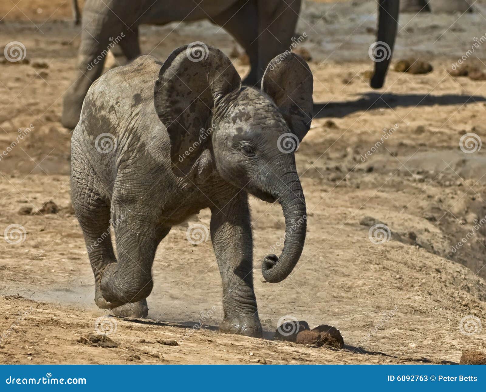 Cheeky Baby Elephant stock image. Image of bold, environment - 6092763