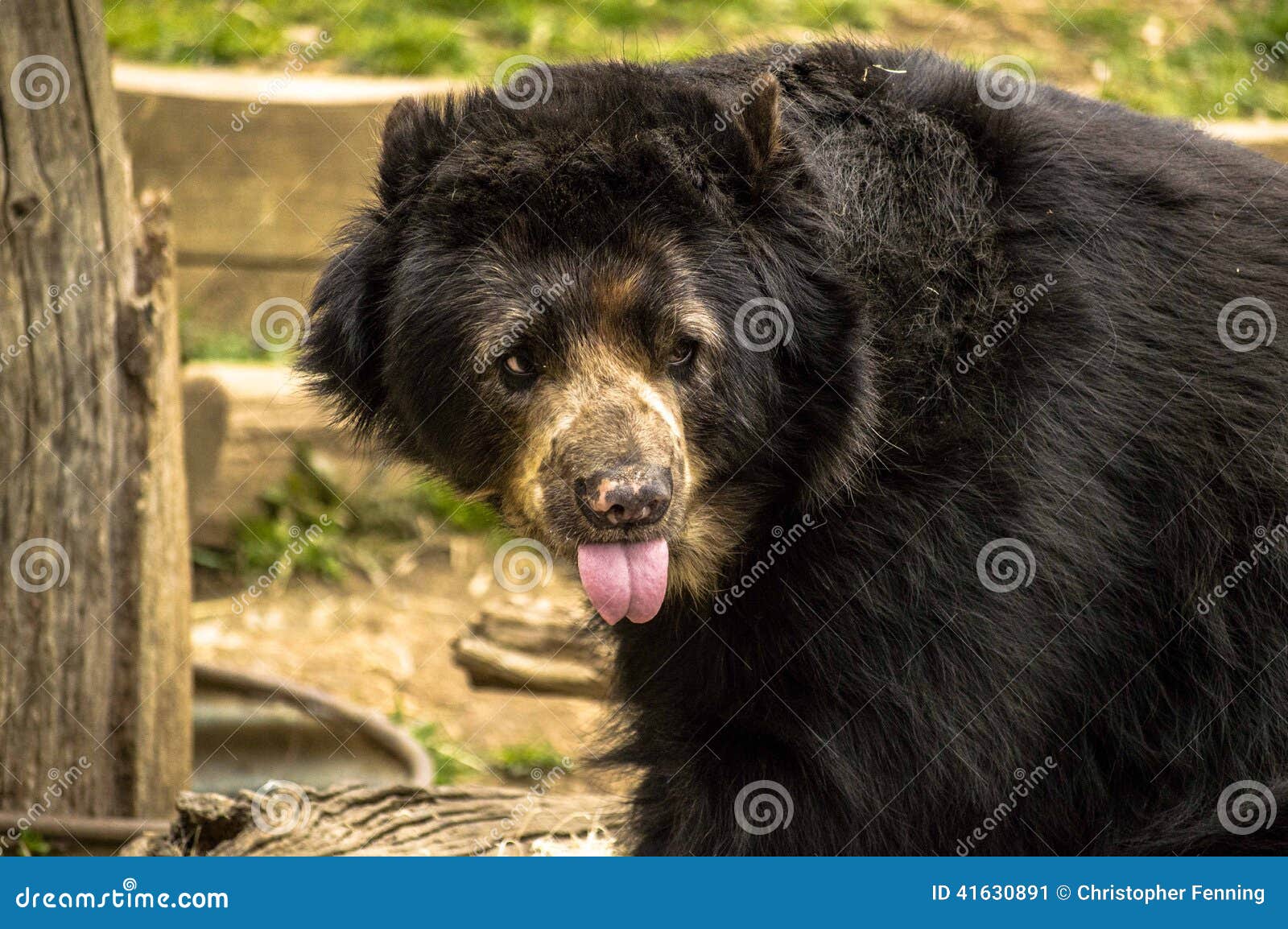 The cheeky bear stock image. Image of sticks, silly, cheeky - 41630891