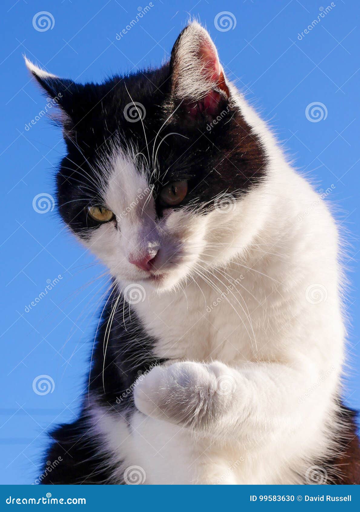 Cheeky Charlie the Cat stock photo. Image of charlie - 99583630