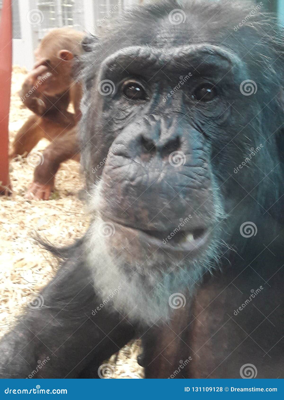 Cheeky chimp stock photo. Image of colchester, chimp - 131109128