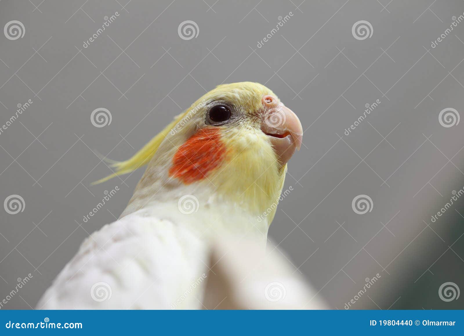 Cheeky Cockatiel parrot stock photo. Image of parrot - 19804440