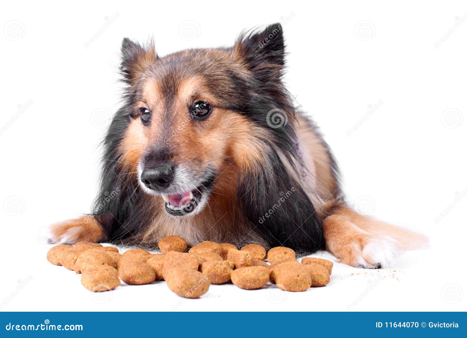 Cheeky dog stock photo. Image of nutrition, feed, mealtime - 11644070