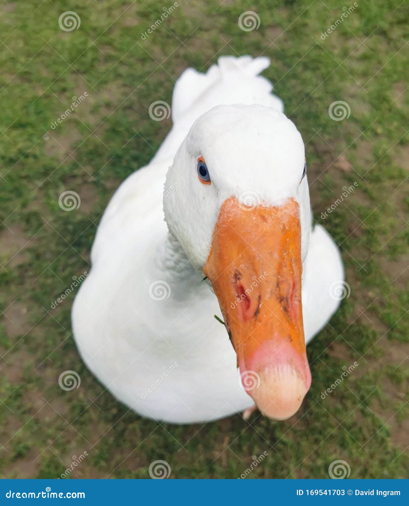 Cheeky duck stock image. Image of grass, cheeky, duck - 169541703